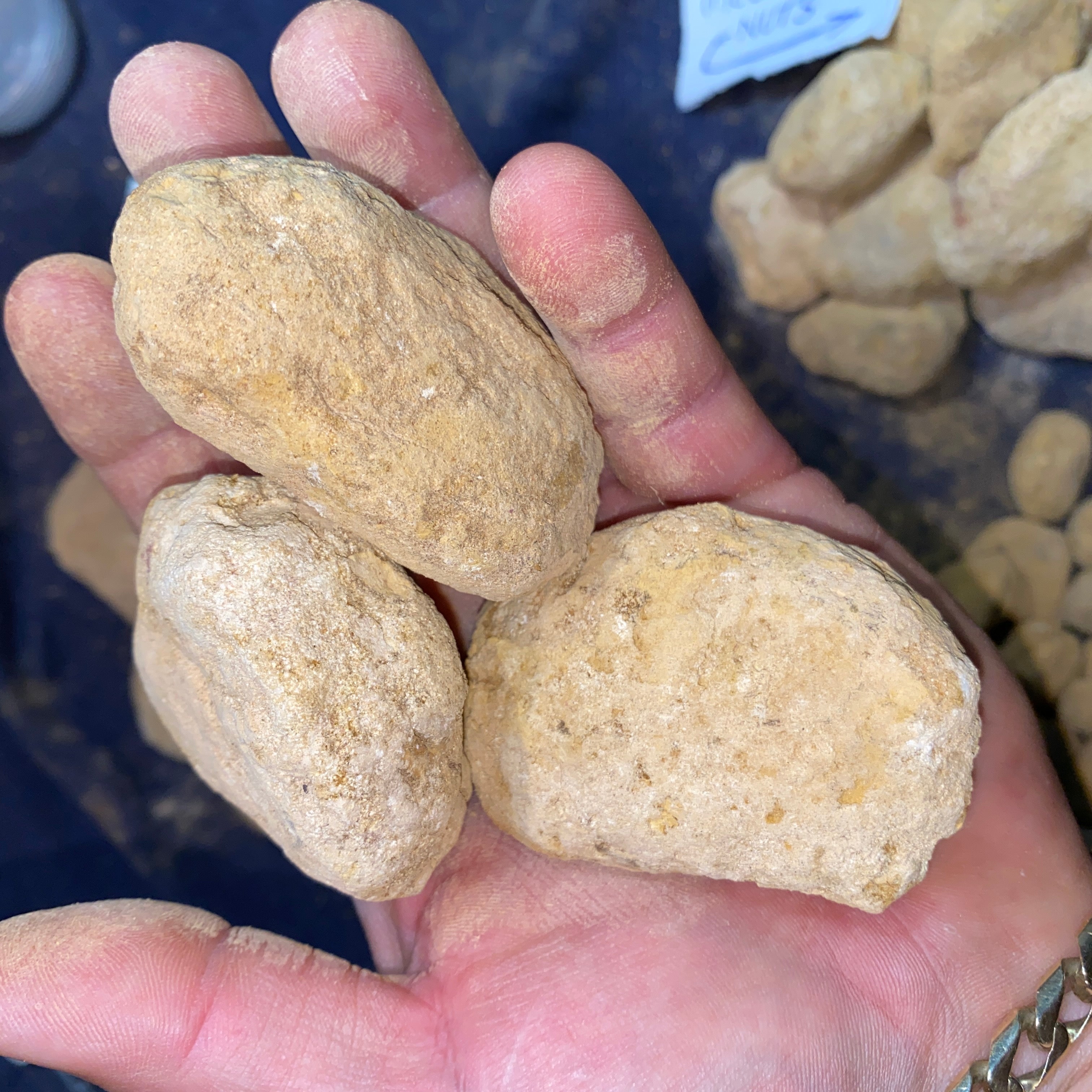 Australian 1 x Large Size Unopened Yowah Nut (3 chances in every Nut ...