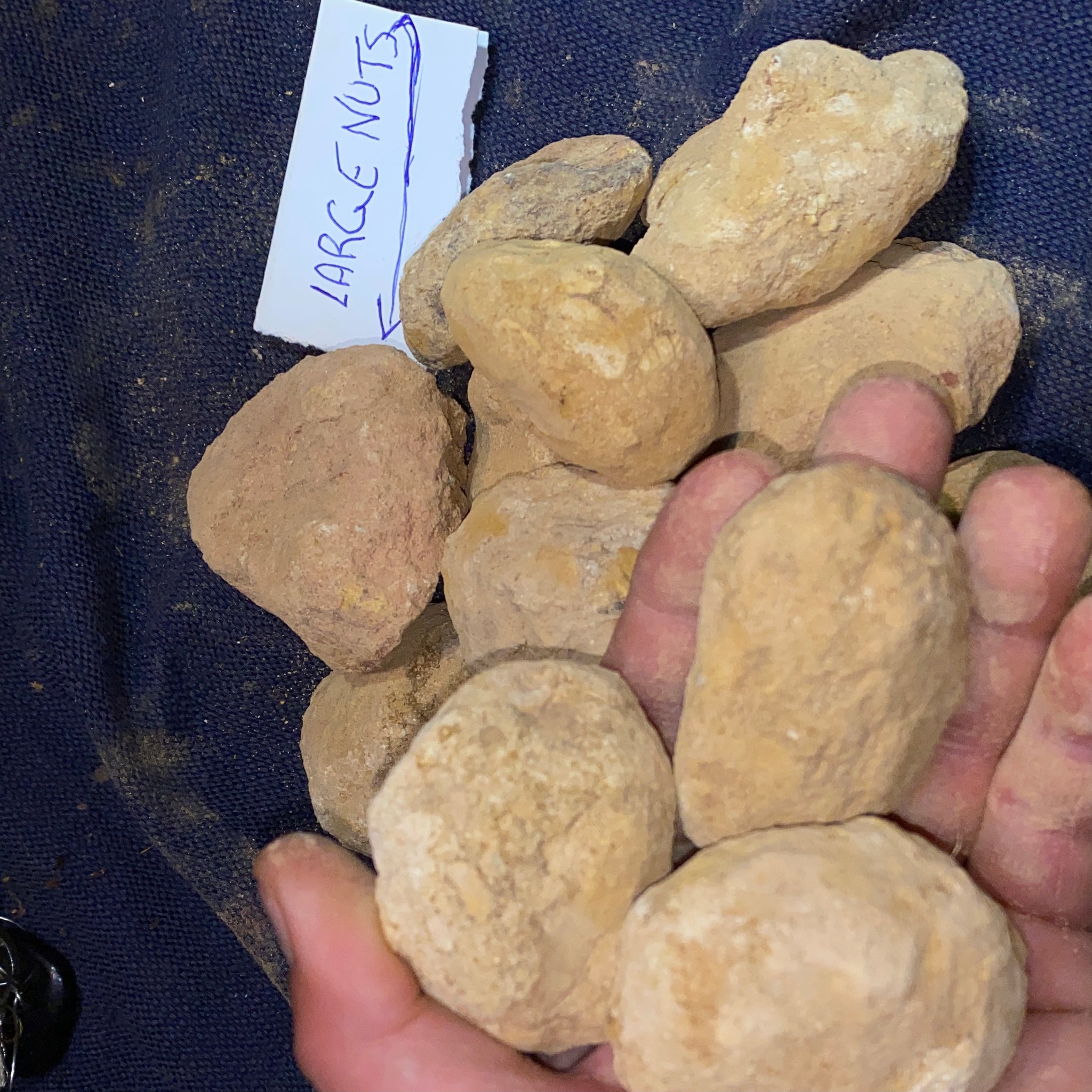 1 x Large Size Unopened YOWAH NUTS!!! 3 chances in every Nut ...